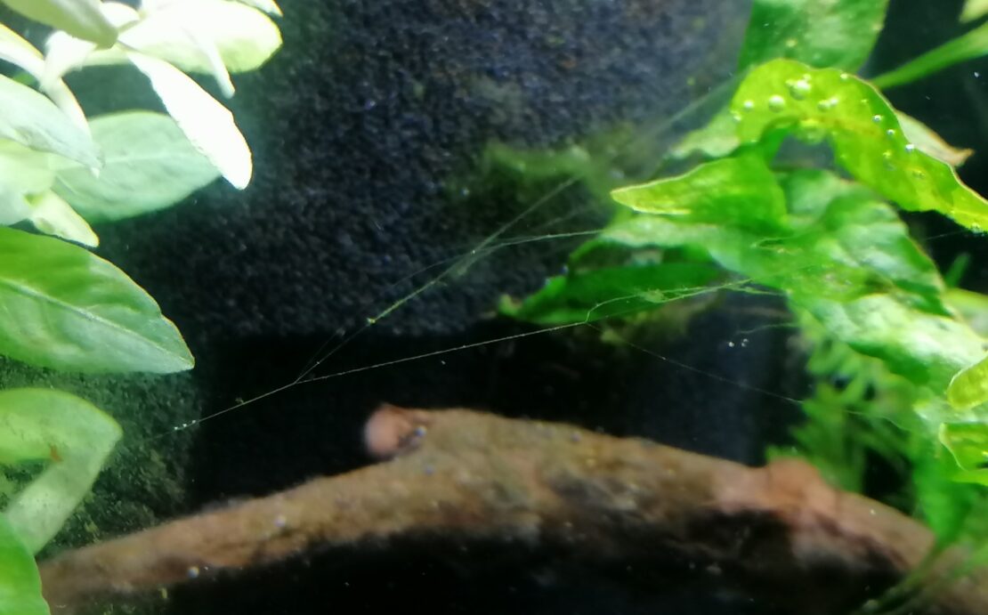 Algen im Aquarium in der Einlaufphase - Gründe, Bekämpfung, Zeit-Ablauf