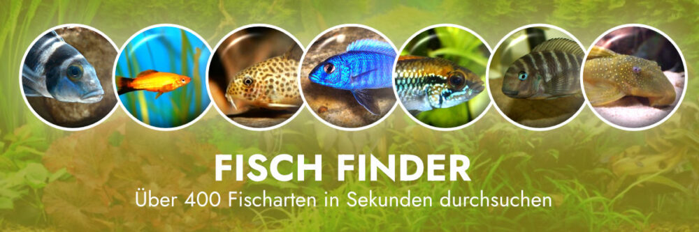 Fischarten A-Z - Aquarium Ratgeber