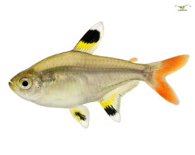 Sternflecksalmler (Pristella riddlei) - Vergesellschaftung, Futter und mehr