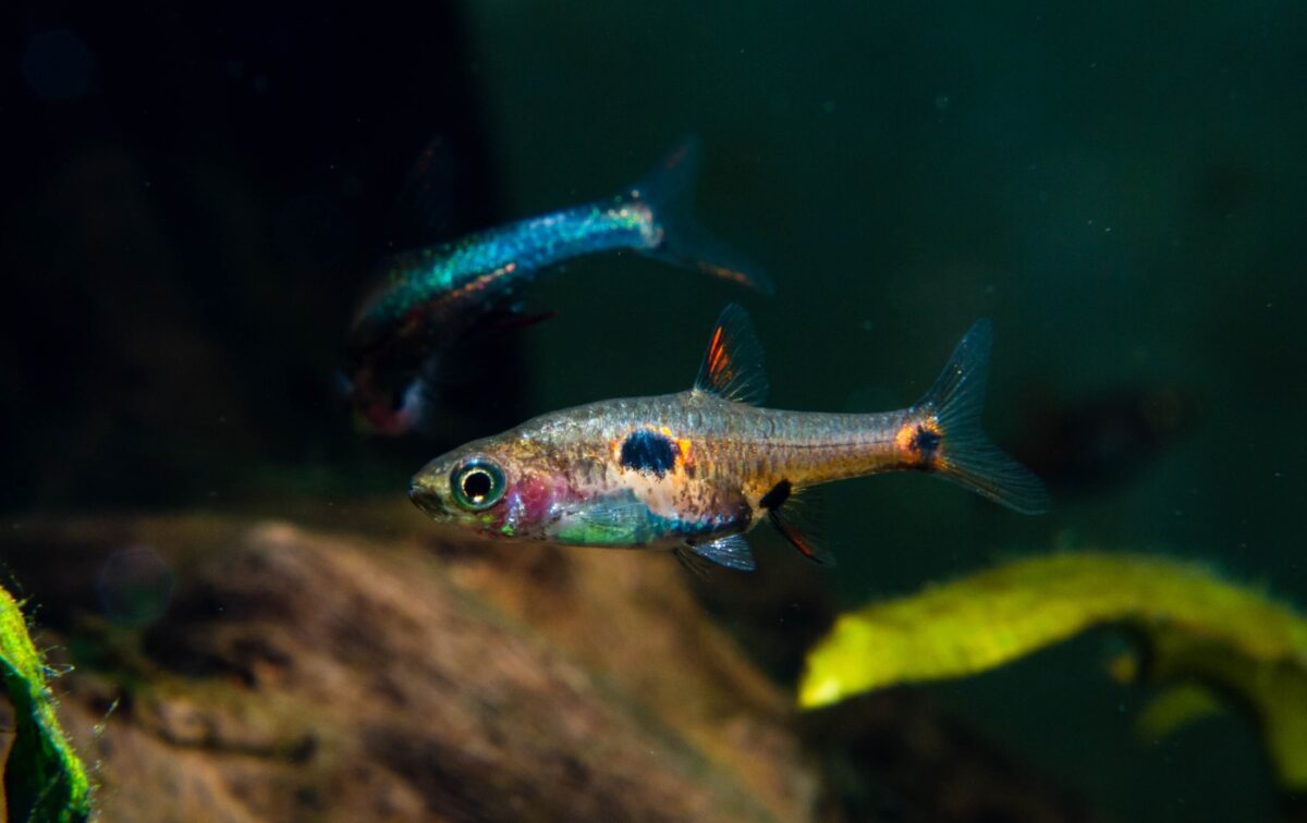 Barben und Bärblinge - Arten, Haltung, Aquarium, Zucht