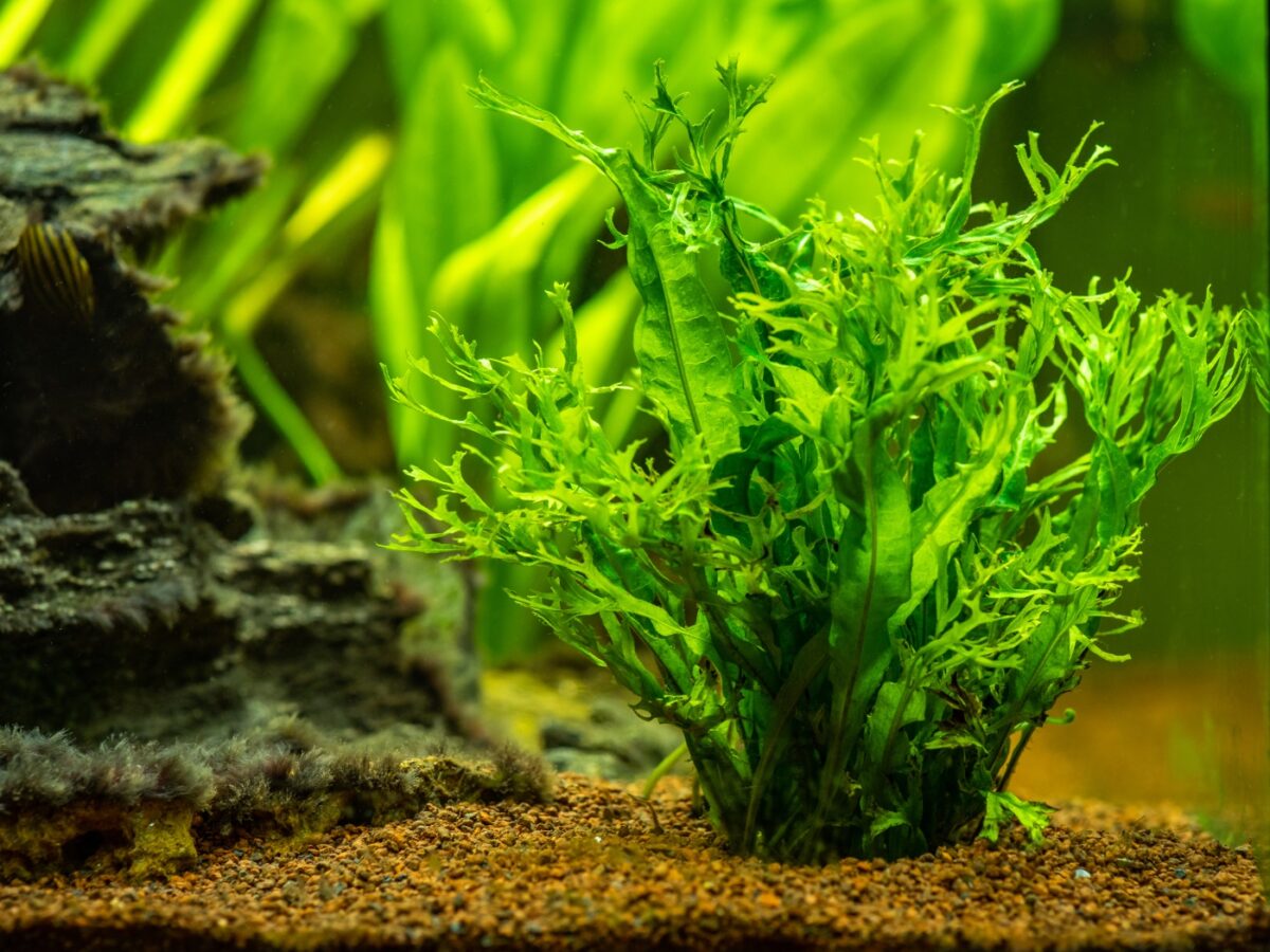 Javafarn (Microserum pteropus) - Pflege im Aquarium & Wachstum