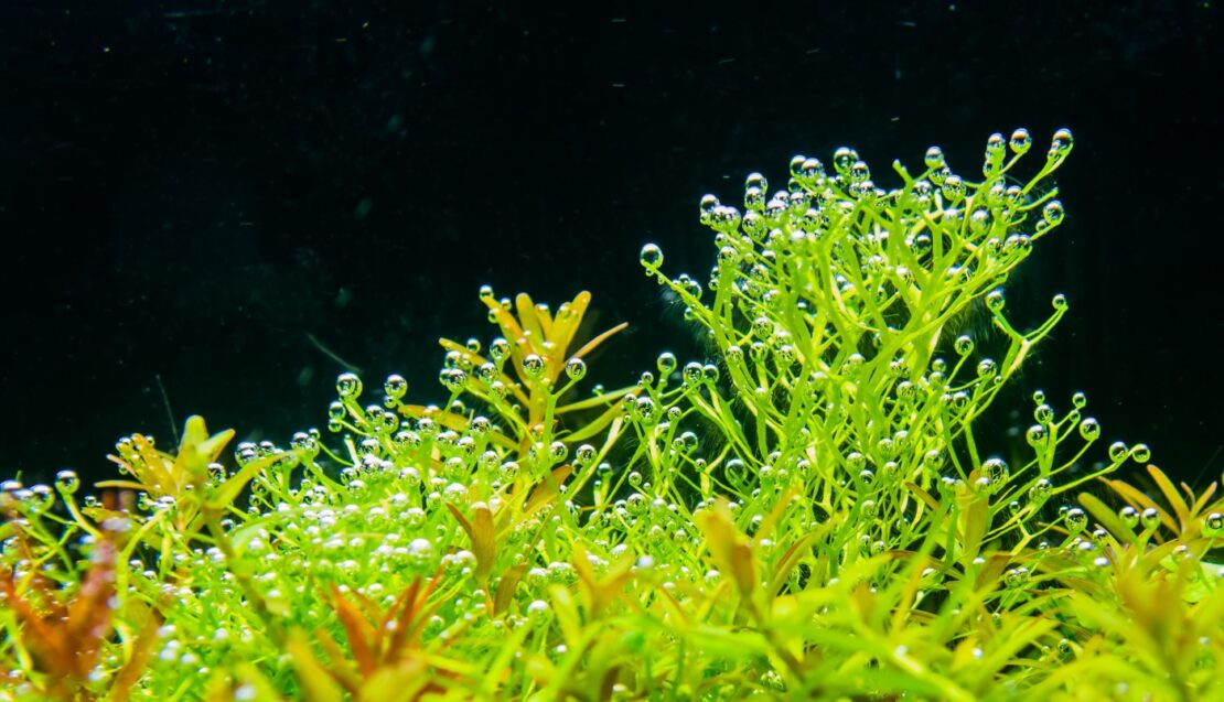 Wozu Pflanzen im Aquarium? - Photosynthese, Versteckmöglichkeit, mehr