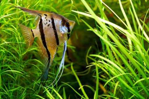 Skalare (Pterophyllum scalare) - Einrichtung, Zucht & Haltung